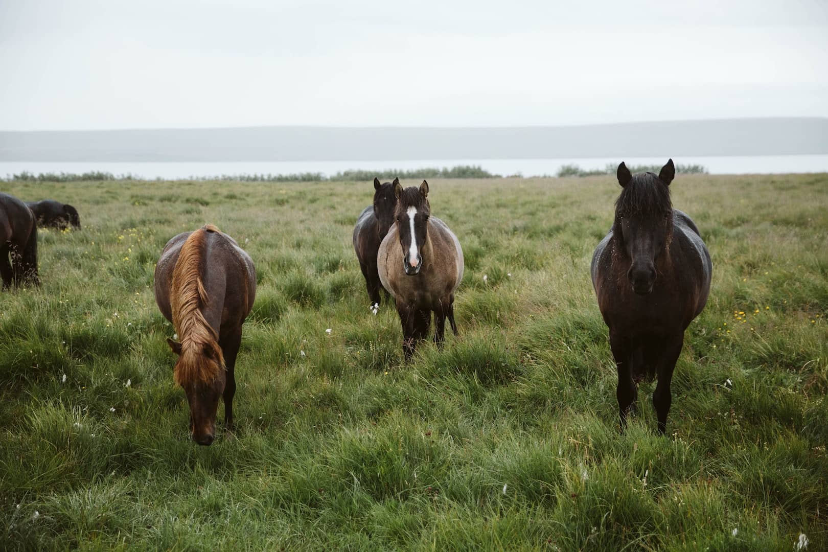 What is Animism? - Radical