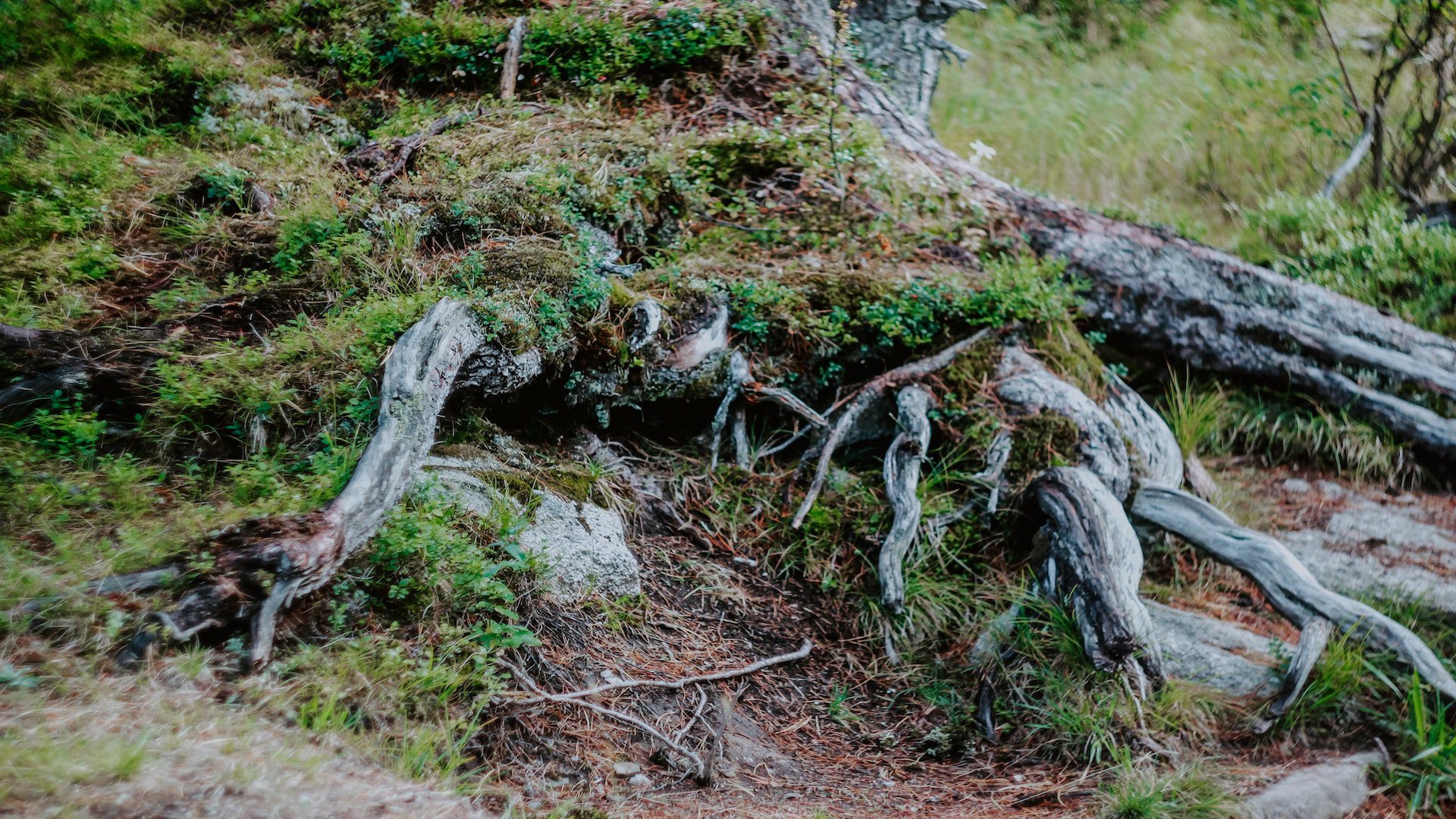 Root Your Identity in Christ, Not in Your Current Role – Radical