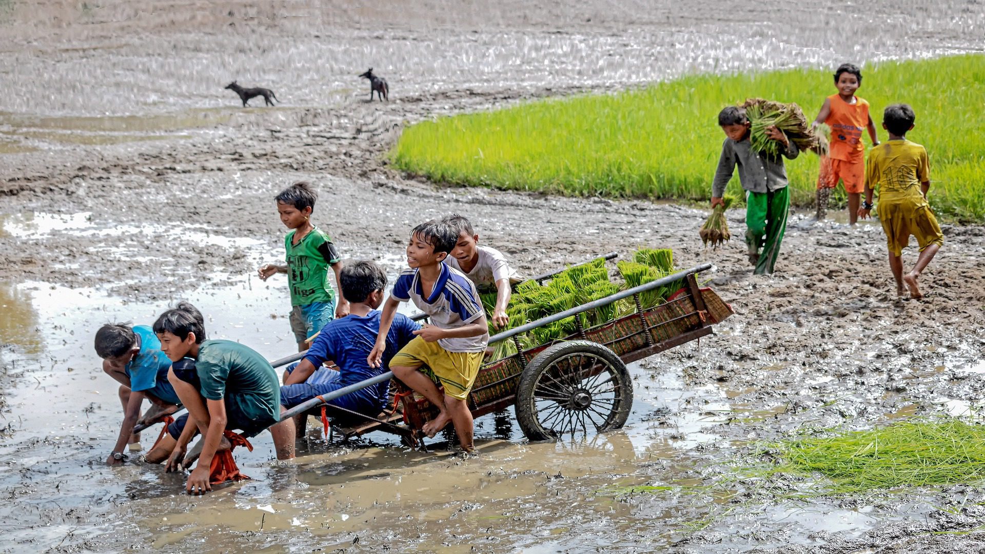 The Viet-Kinh People of Vietnam - Radical