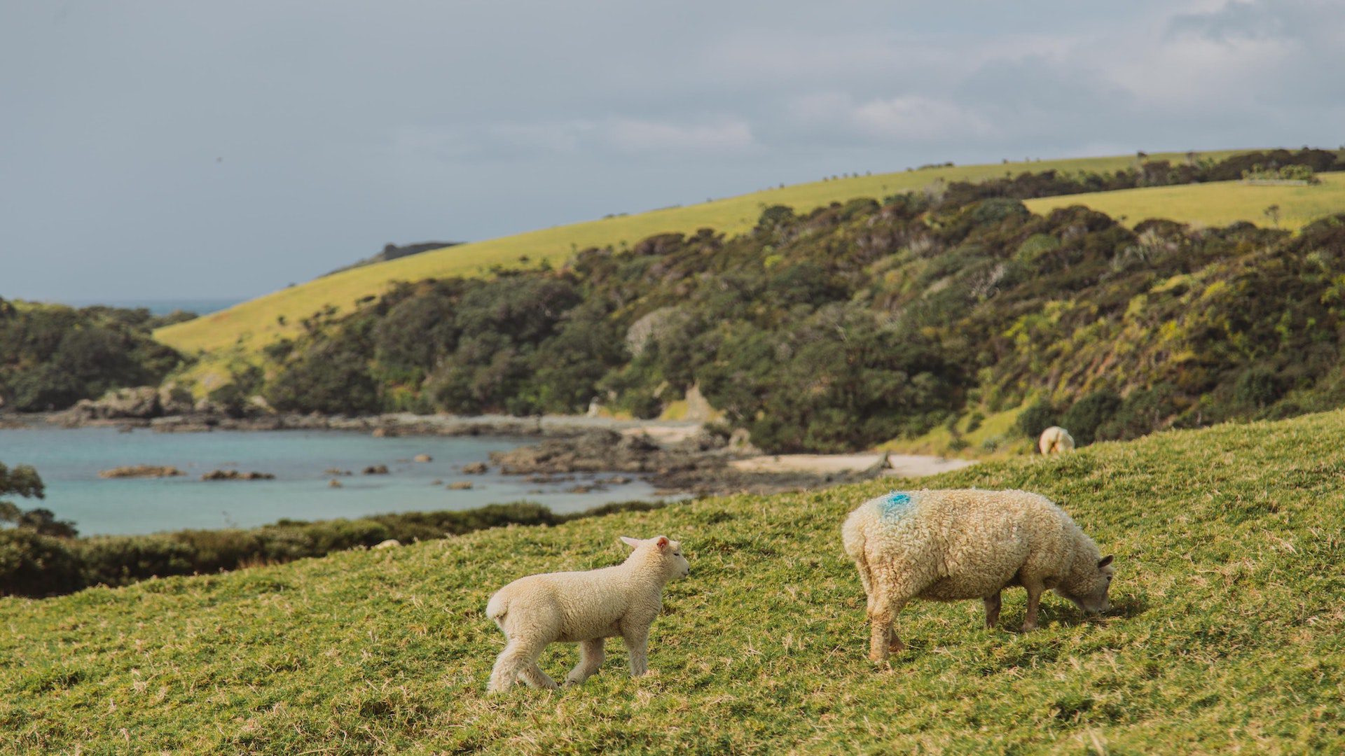 The Parable of the Lost Sheep (Luke 15:3–7) - Radical
